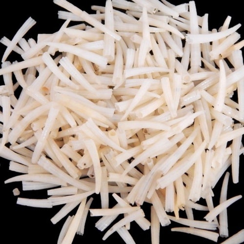 White Tusk Shells-sea Shell Bulk-craft Shell-coastal Home - Etsy