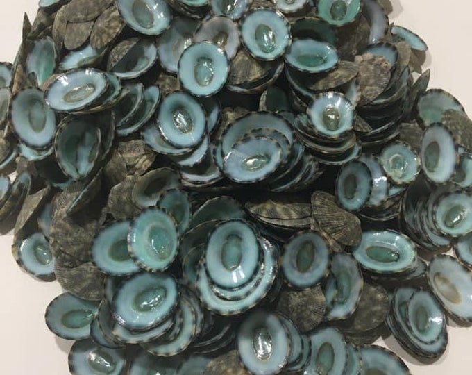 Seashell Pumpkin - Etsy