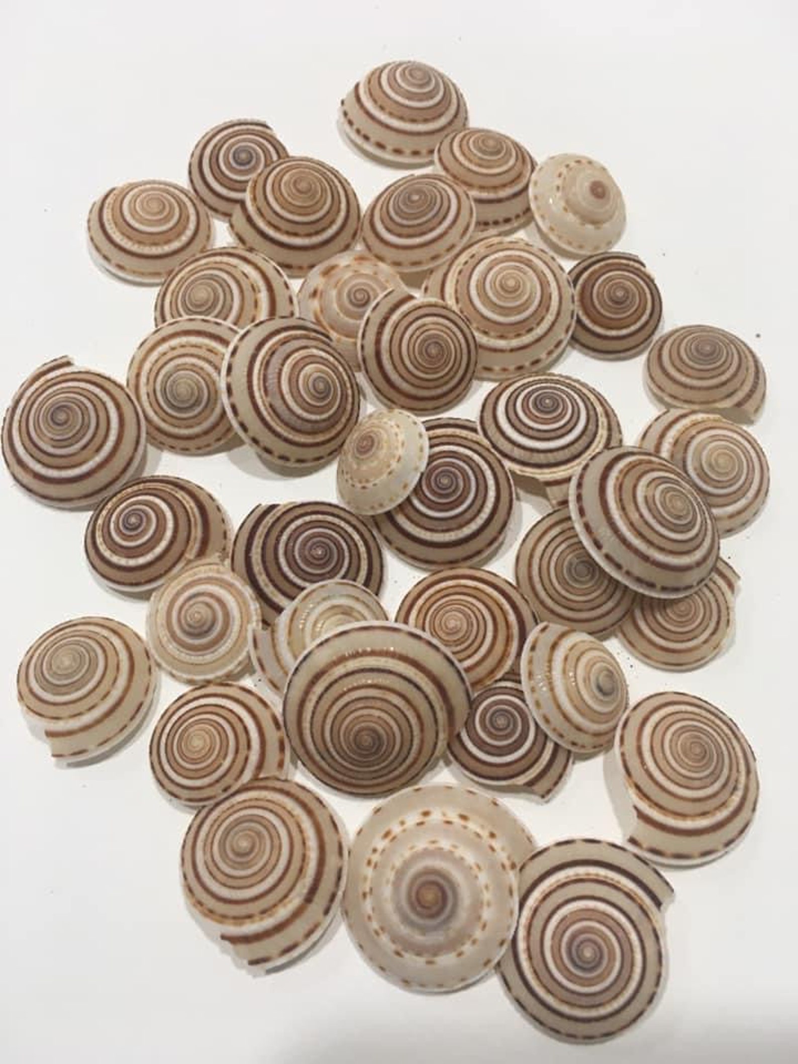 Sundial Seashells-sea Shell Bulk-craft Shell-coastal Home - Etsy