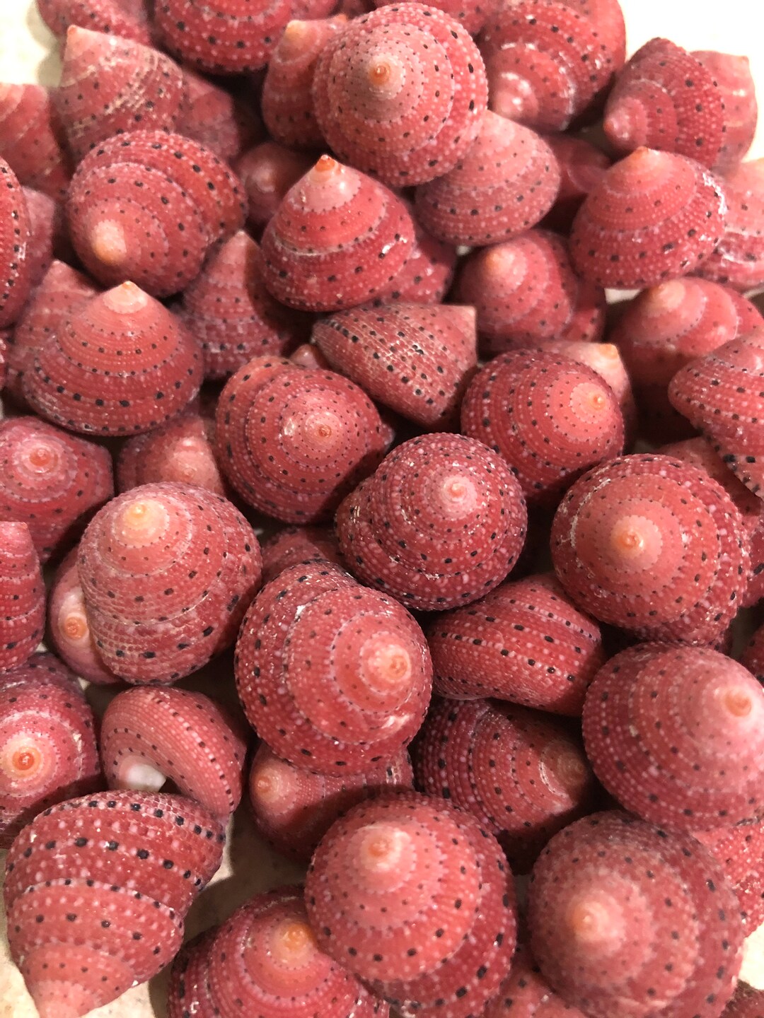 Strawberry Top Seashells-beach Craft Supplies-wedding Decor-red Shells ...