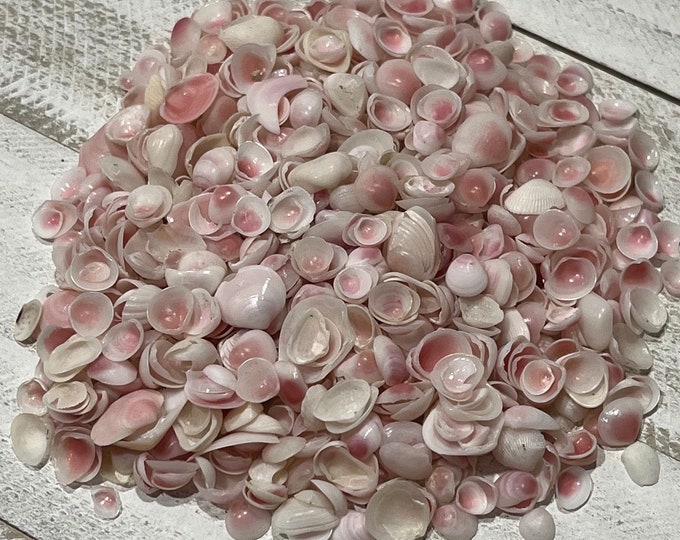 Tiny Apple Blossom-beach Decor-wedding Decor-sailors Valentine-crafting ...