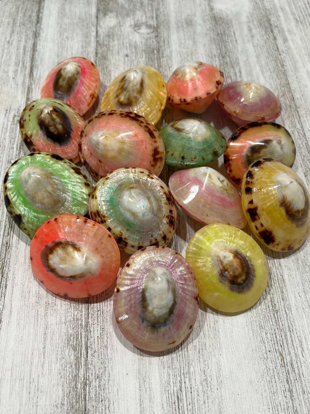 Polished Limpet Pairs-beach Decor-wedding Decor-sailors Valentine ...