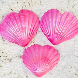 Heart Shaped Scallop-beach Decor-wedding Decor-sailors Valentine ...