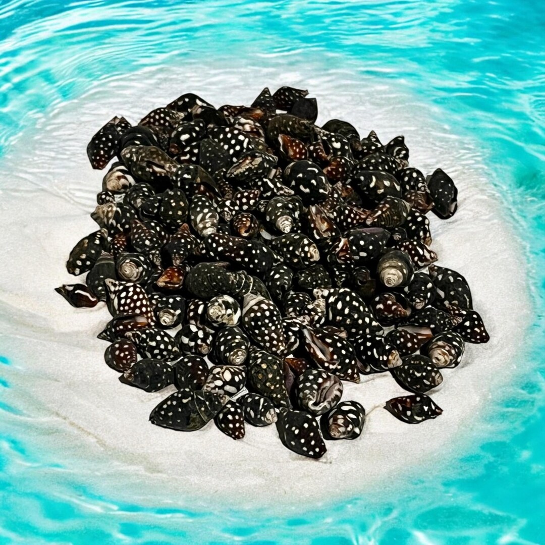 Spotted Dove Shells-beach Decor-wedding Decor-sailors Valentine ...