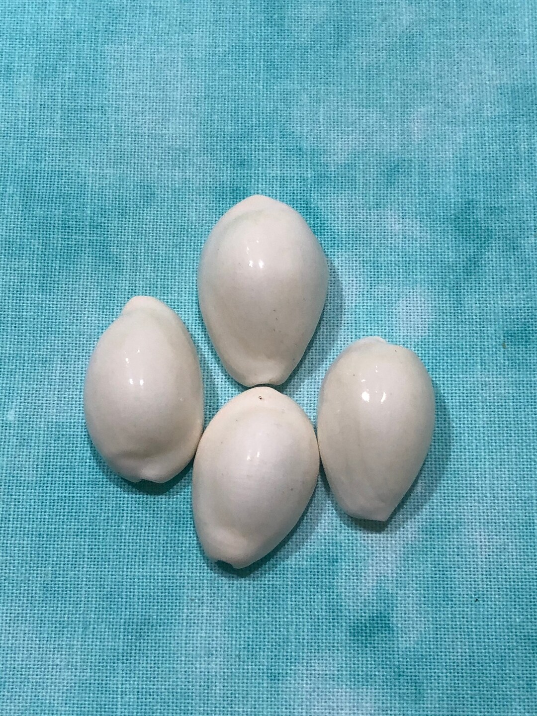 White Cowry-sea Shell Bulk-craft Shell-coastal Home Decor-sailors ...