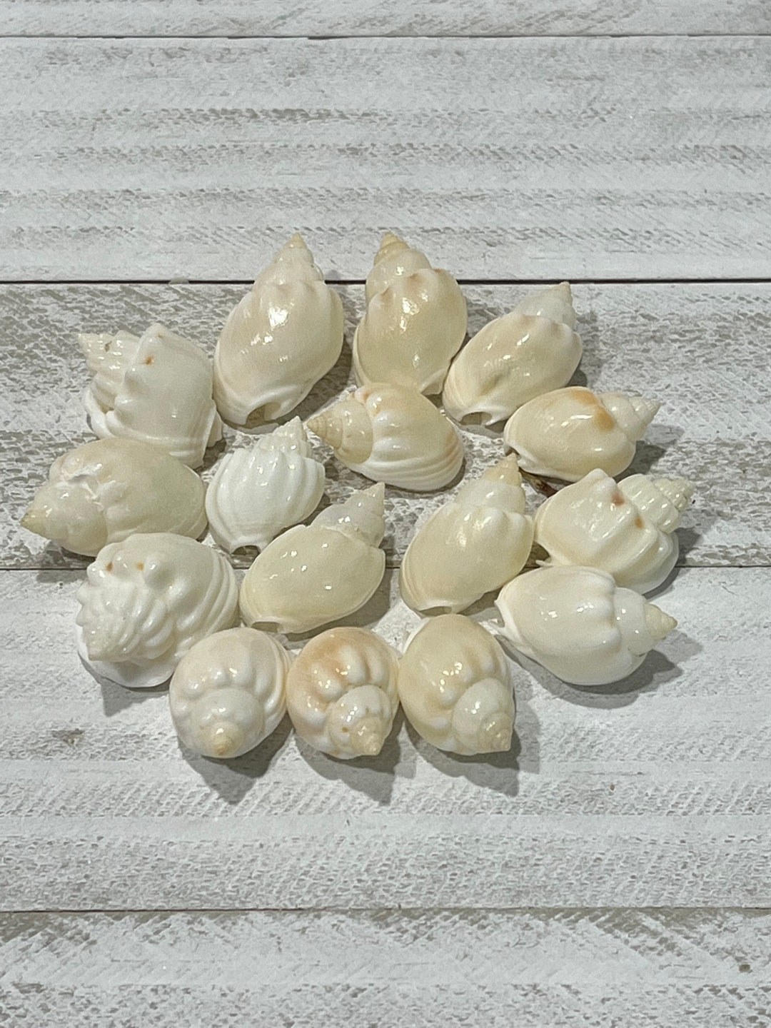 Coronate Nassa-sea Shell Bulk-craft Shell-coastal Home Decor-sailors ...