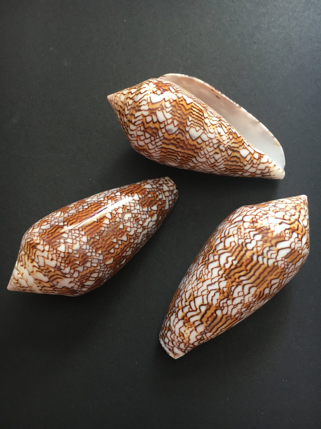 Textile Cone-sea Shell Bulk-craft Shell-coastal Home Decor-sailors ...