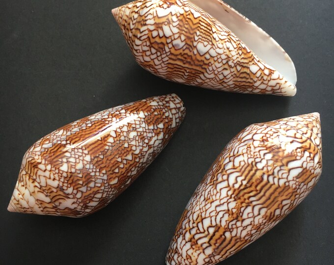 Textile Cone-sea Shell Bulk-craft Shell-coastal Home Decor-sailors ...