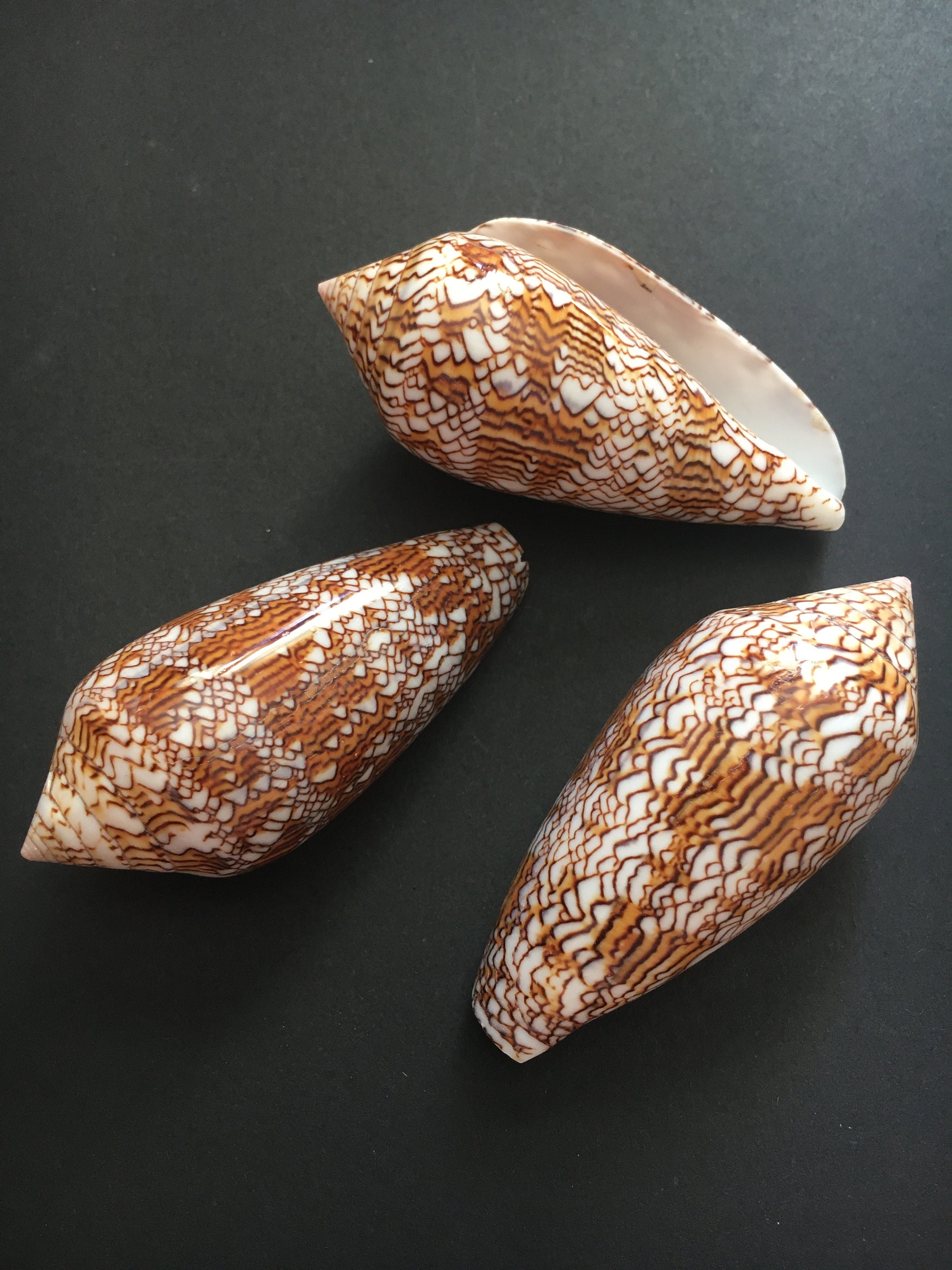 Textile Cone-sea Shell Bulk-craft Shell-coastal Home - Etsy