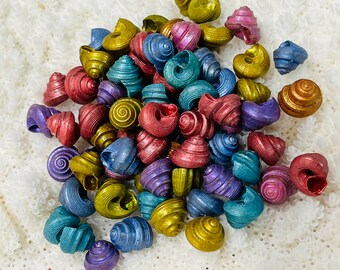 Sundial Seashells-sea Shell Bulk-craft Shell-coastal Home Decor-sailors ...