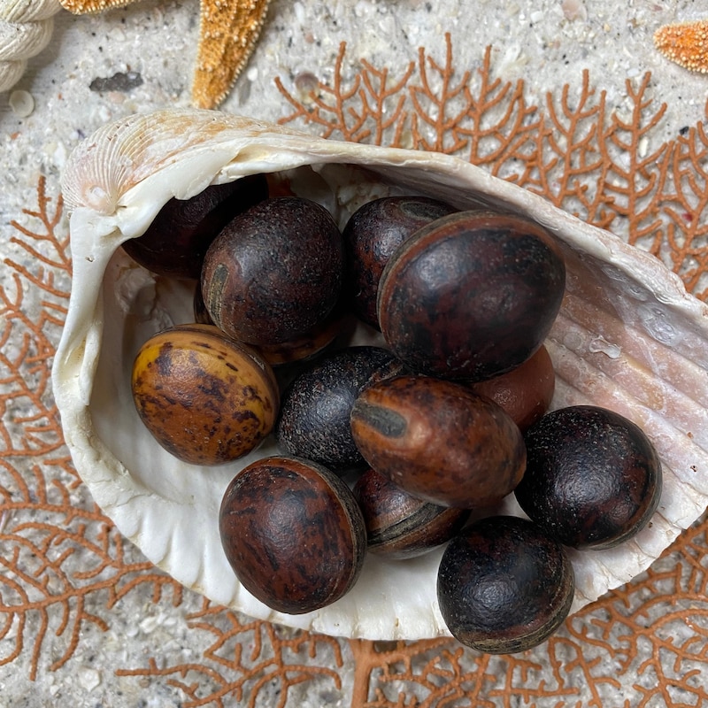 Sea Beans - Etsy