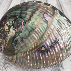 Polished Green Abalone-beach Decor-wedding Decor-sailors Valentine ...
