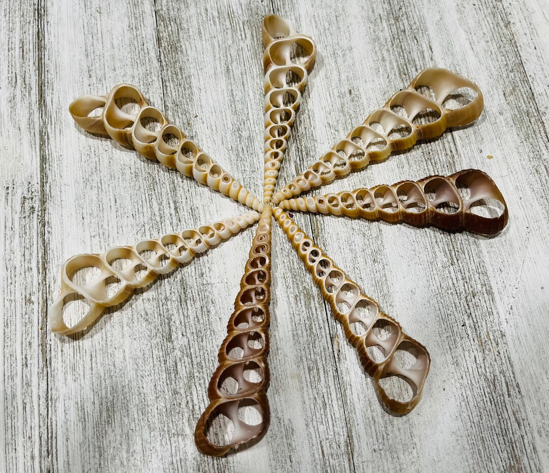 Center Cut Turtilla Auger-cut Sea Shells- Christmas Ornament- Gift ...