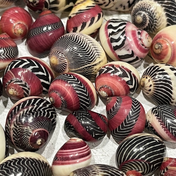 Rare Sea Shells - Etsy