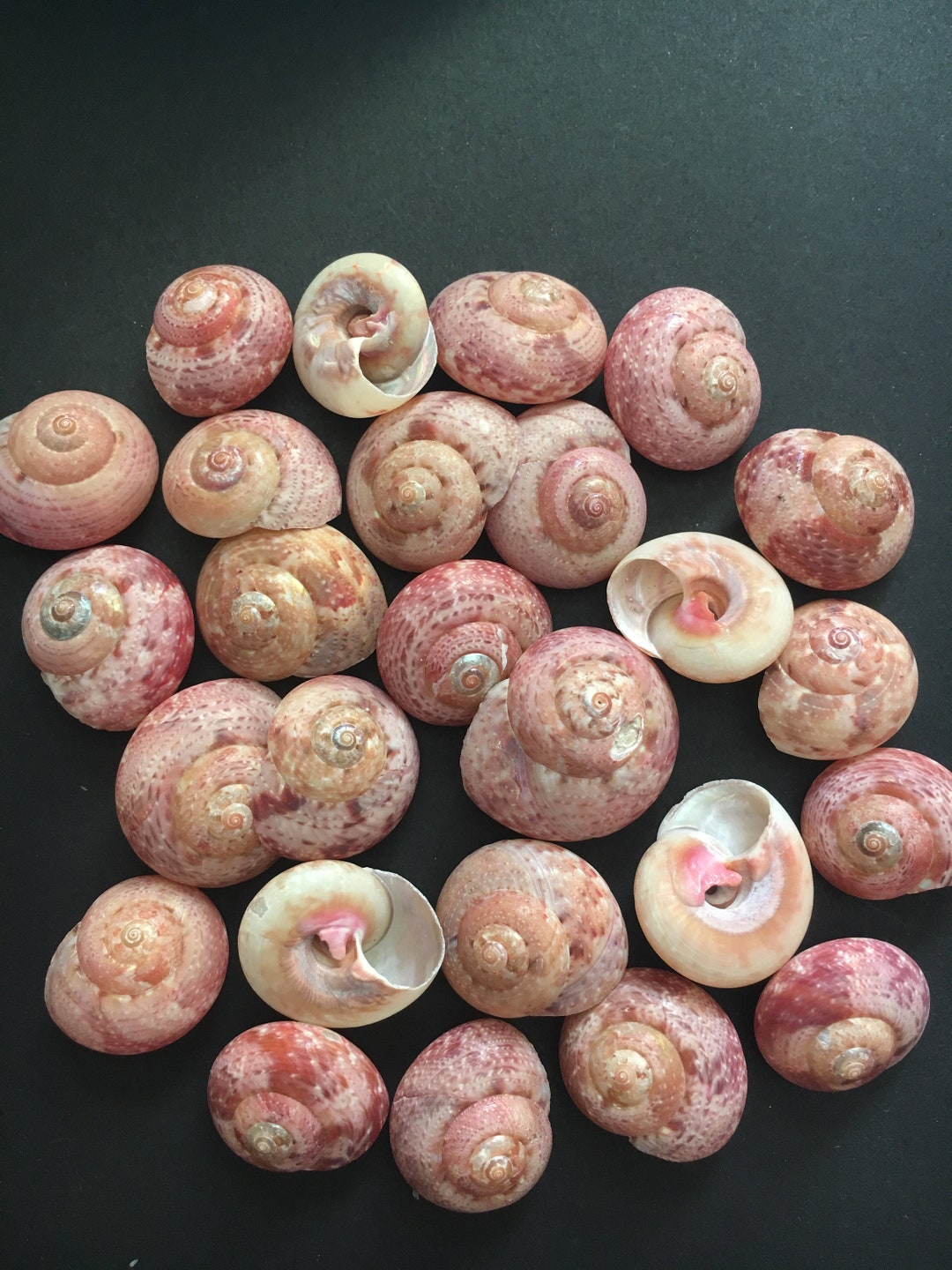 Umbonium Guamensis-sea Shell Bulk-craft Shell-coastal Home Decor ...