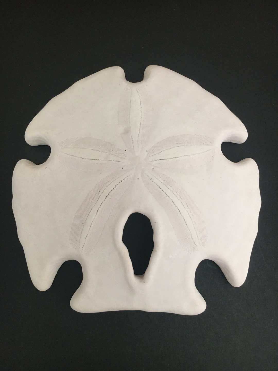 Arrowhead Sandollar-sea Shell Bulk-craft Shell-coastal Home Decor ...