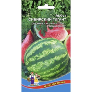 Watermelon siberian Giant Russian High Quality | Etsy