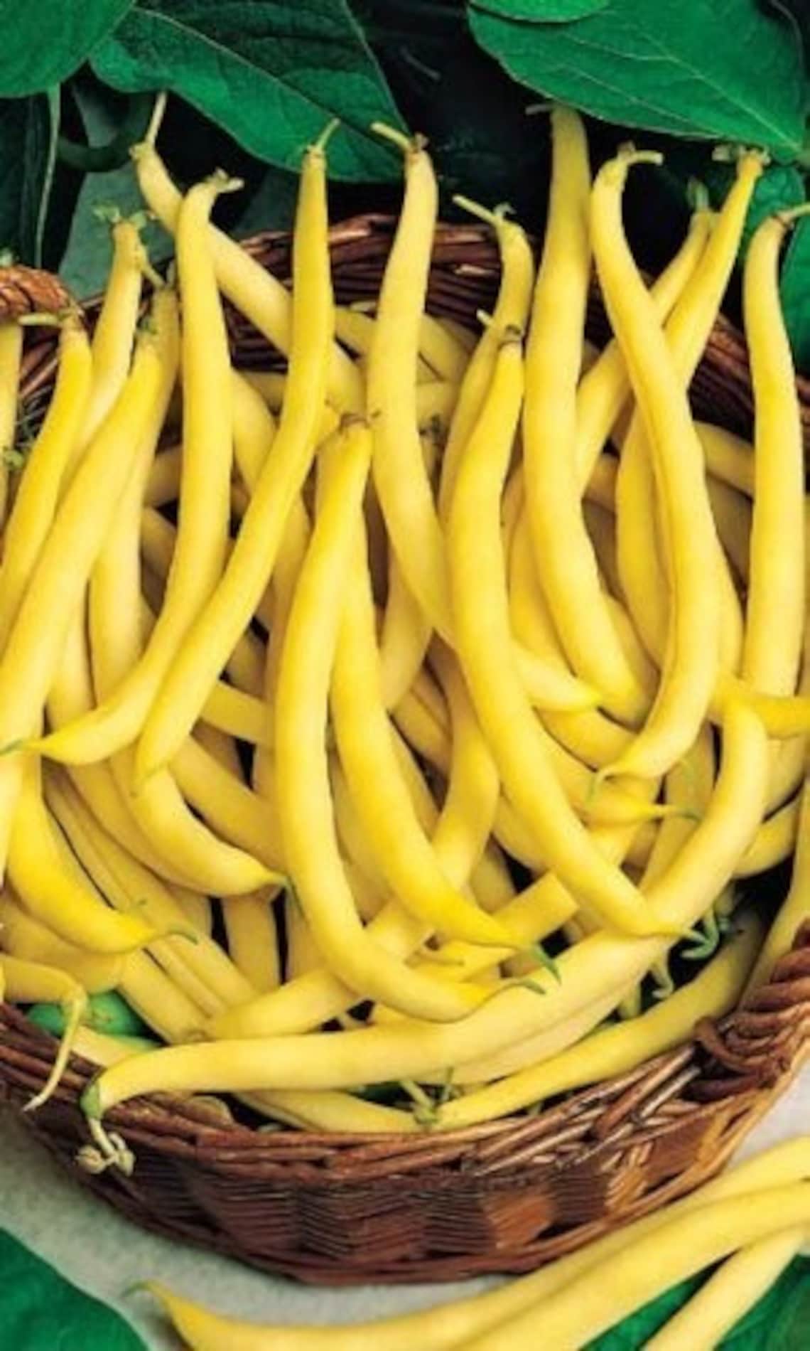 Beans Vegetable cinderella Russian High Quality | Etsy