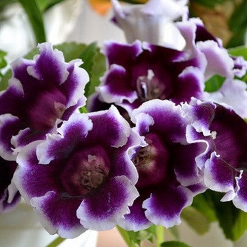 Gloxinia Avanti F1 blue with white edge | Etsy