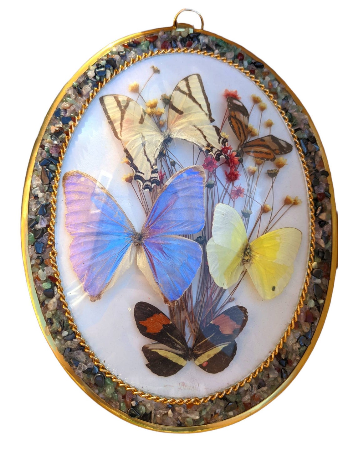 Vintage Taxidermy Real Butterfly Display in Convex Glass Display, Home ...