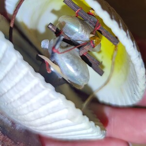 Vintage Clam Shell Diorama, Handmade Shell Ornament, Home Decor ...