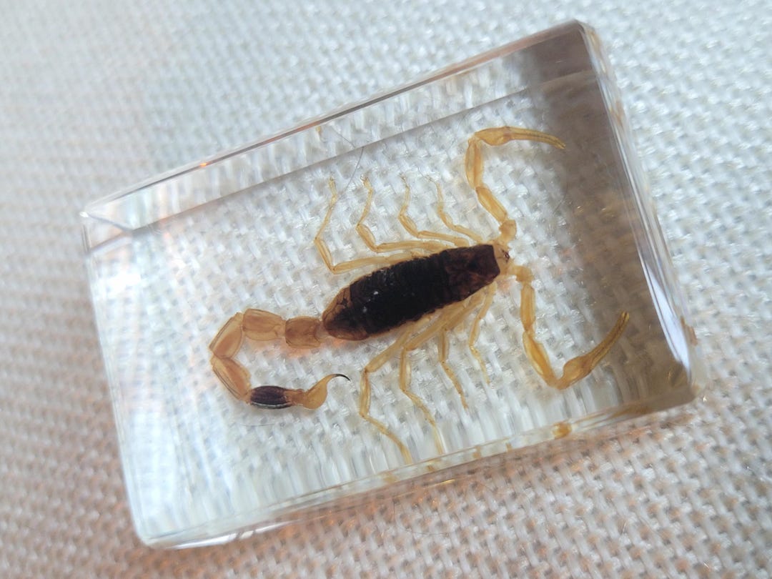 Vintage Scorpion in Resin Block Ornament, Taxidermy Insect Gift ...