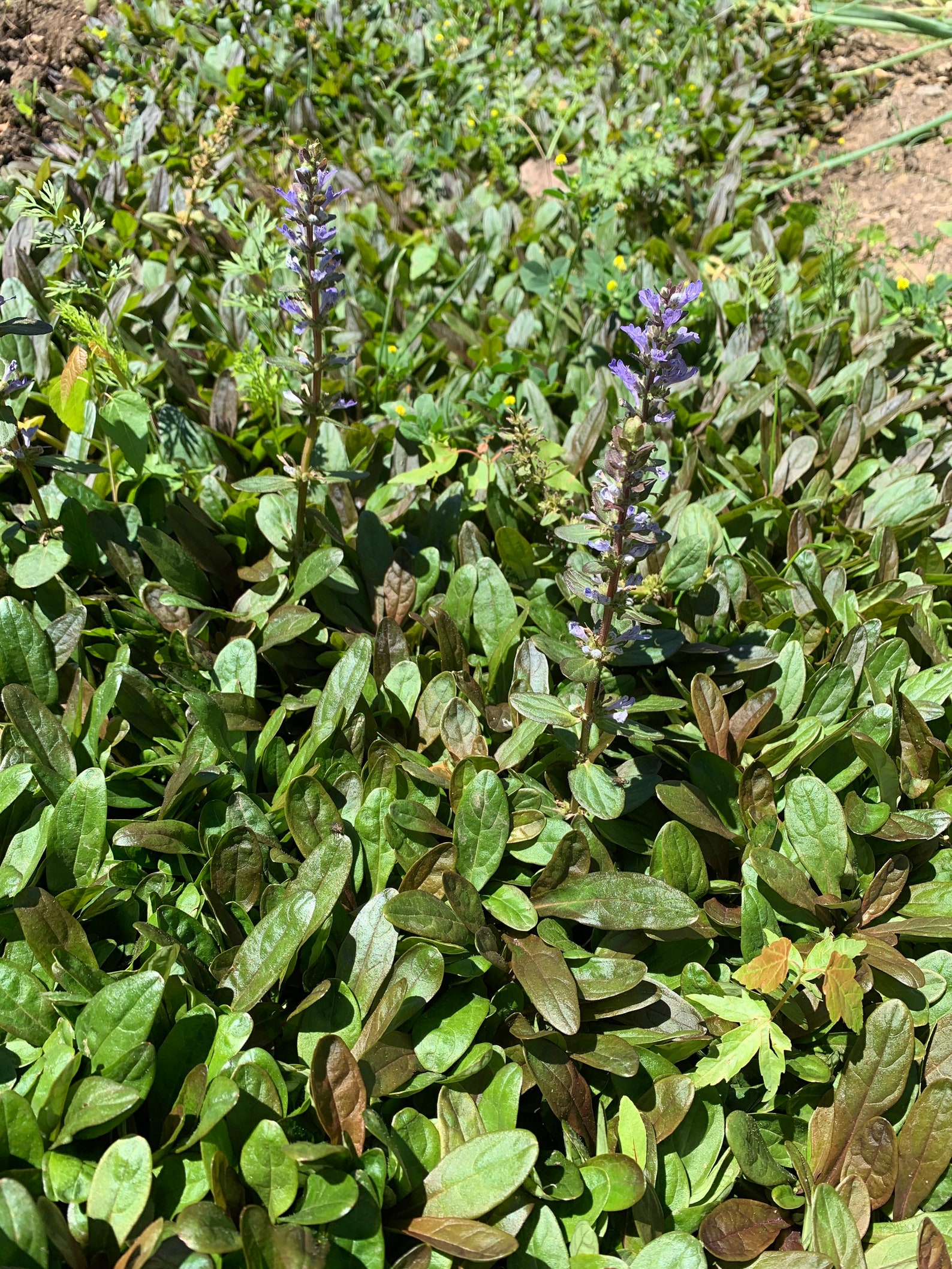 50+ Bugleweed (ajuga Reptans) ‘chocolate Chip’ Bare-rooted Starter ...