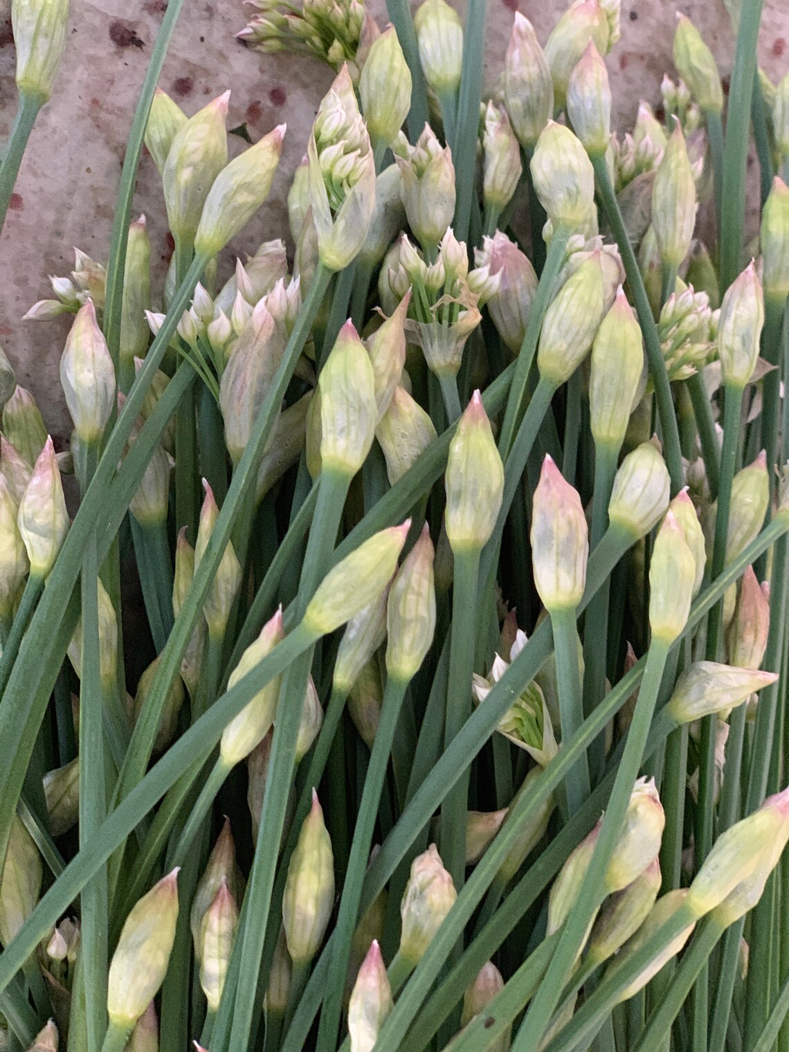 30 Garlic Chives Bare-root Live Plants Hardy Perennial Kitchen Herb ...