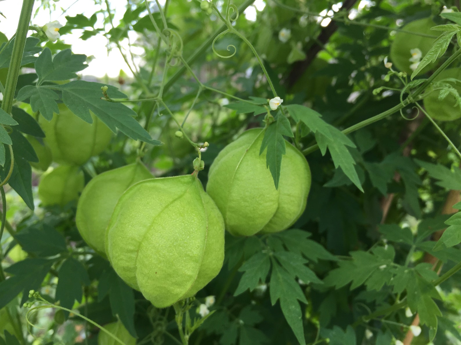 30 Seeds Love in a Puff Annual Climber Vine With Miniature Paper ...