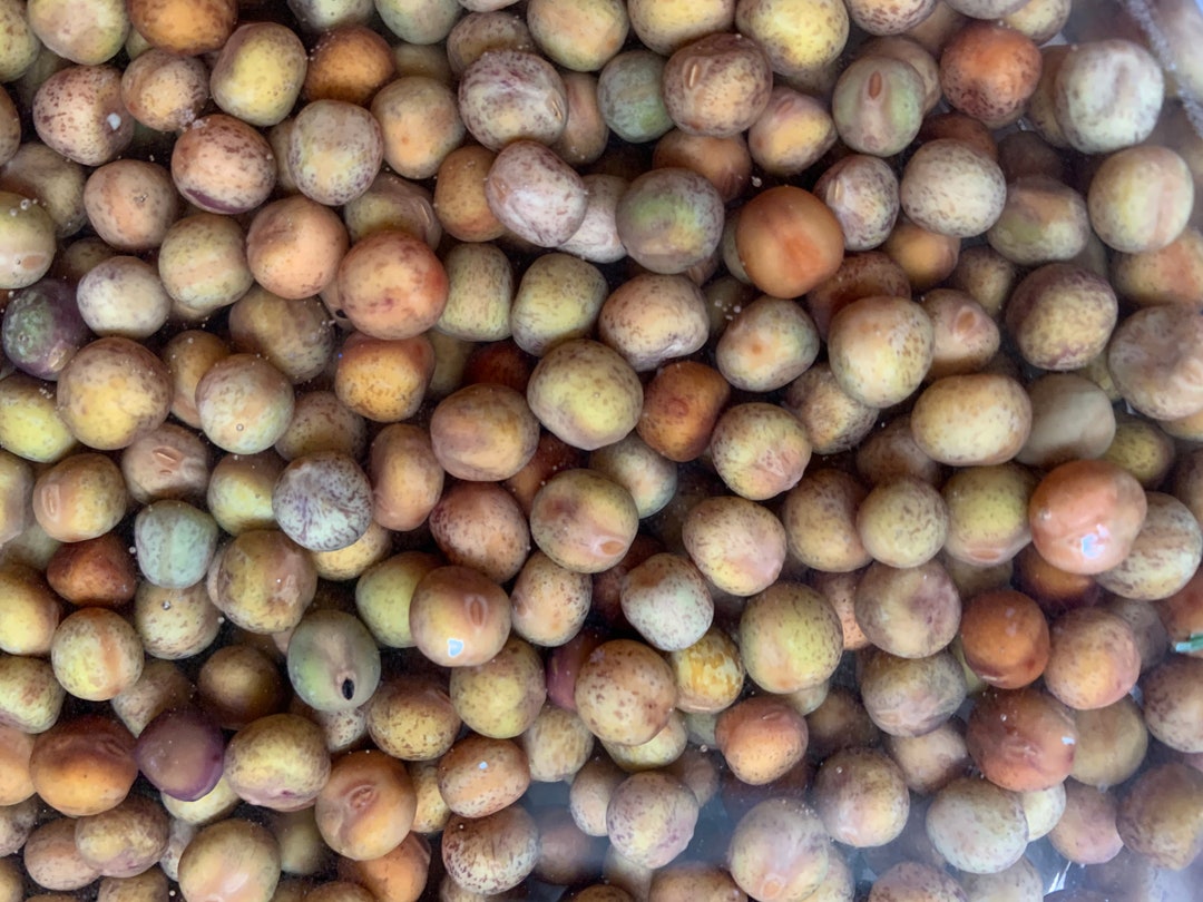 50+ Seeds of Organic Field Pea Cover Crop Edible Pea Shoots (tendrils ...