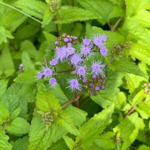 30+ Hardy Ageratum Live Plants Blue Mist Flowers Great Ground Cover ...
