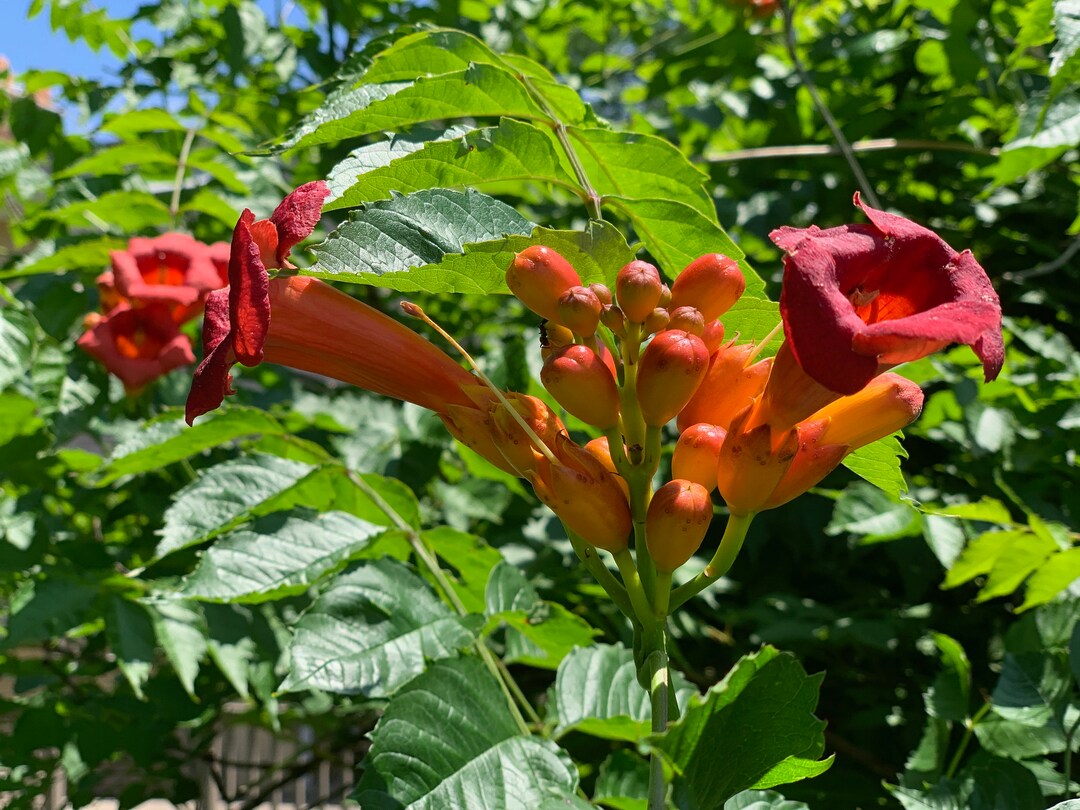 5 Trumpet Vine Bare-root Live Plant Reddish Orange Flowers North ...