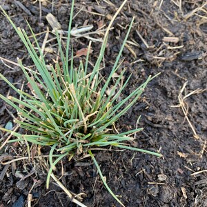 10 Blue Arrow Rush Grass Juncus Inflexus Organically Grown Hardy ...