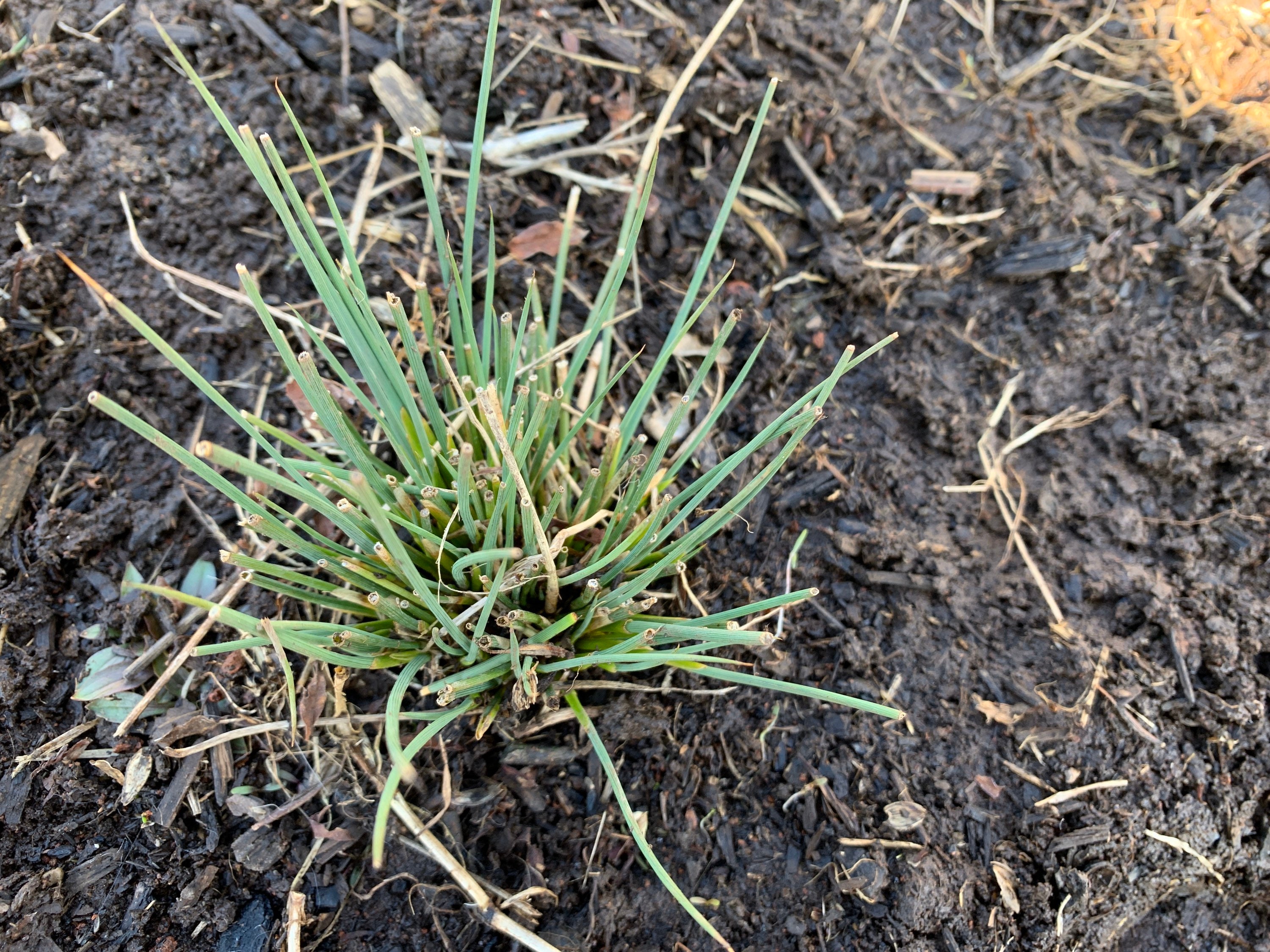 10 Blue Arrow Rush Grass Juncus Inflexus Organically Grown Hardy ...