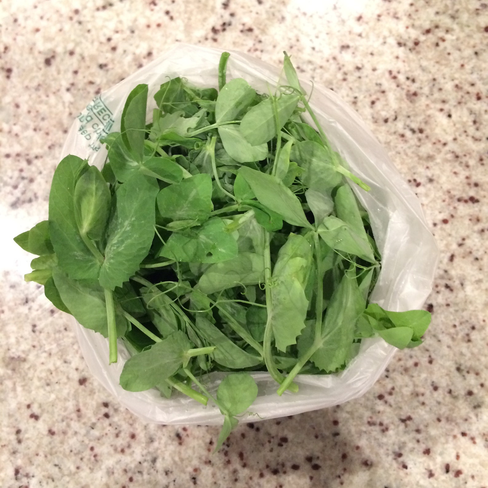 50 Seeds of Organic Field Pea Cover Crop Edible Pea Shoots tendrils and ...