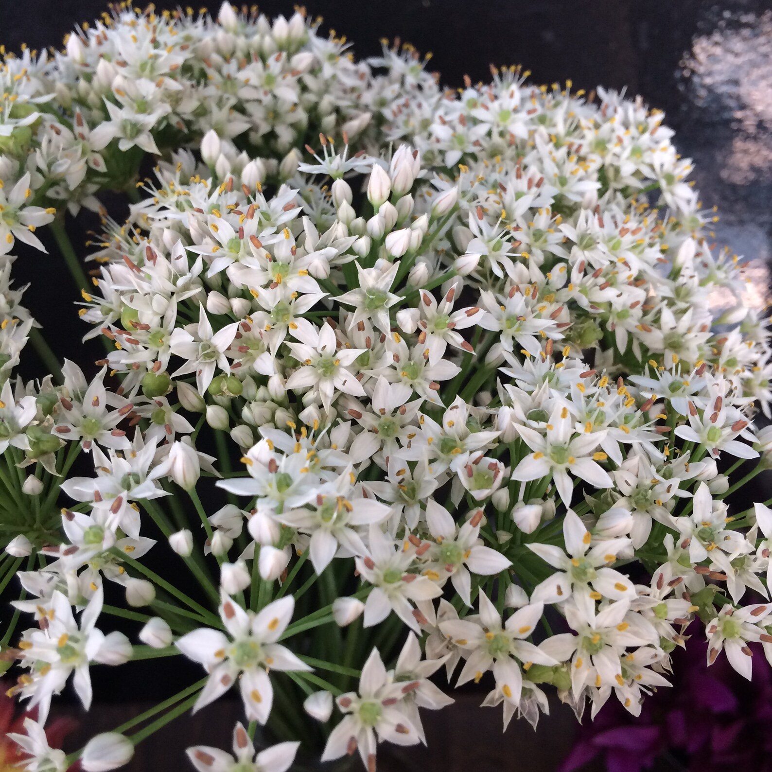 30 Garlic Chives Bare-root Live Plants Hardy Perennial Kitchen Herb ...