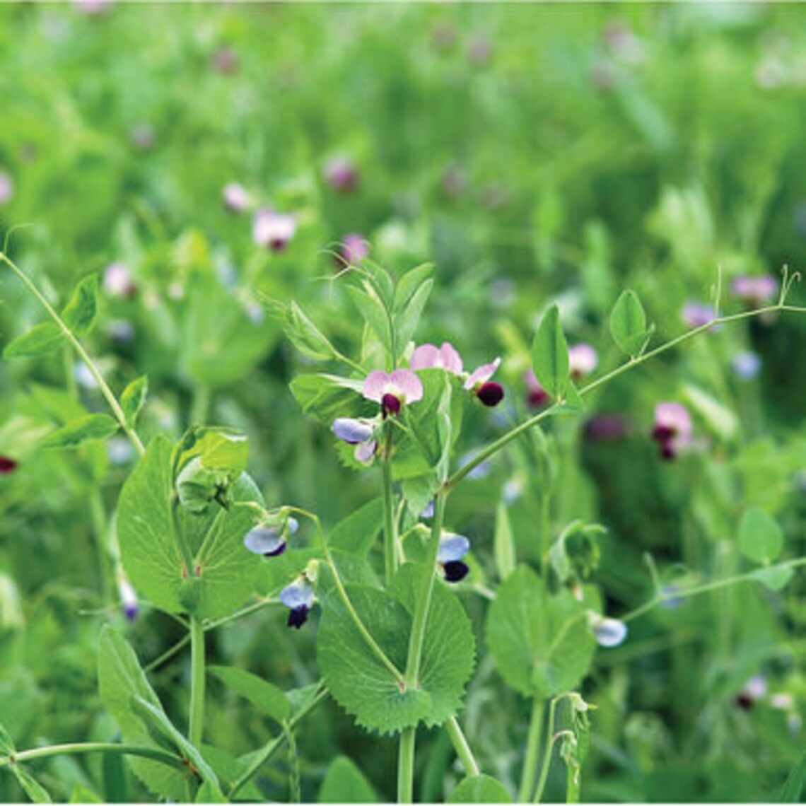 50 Seeds of Organic Field Pea Cover Crop Edible Pea Shoots - Etsy.de