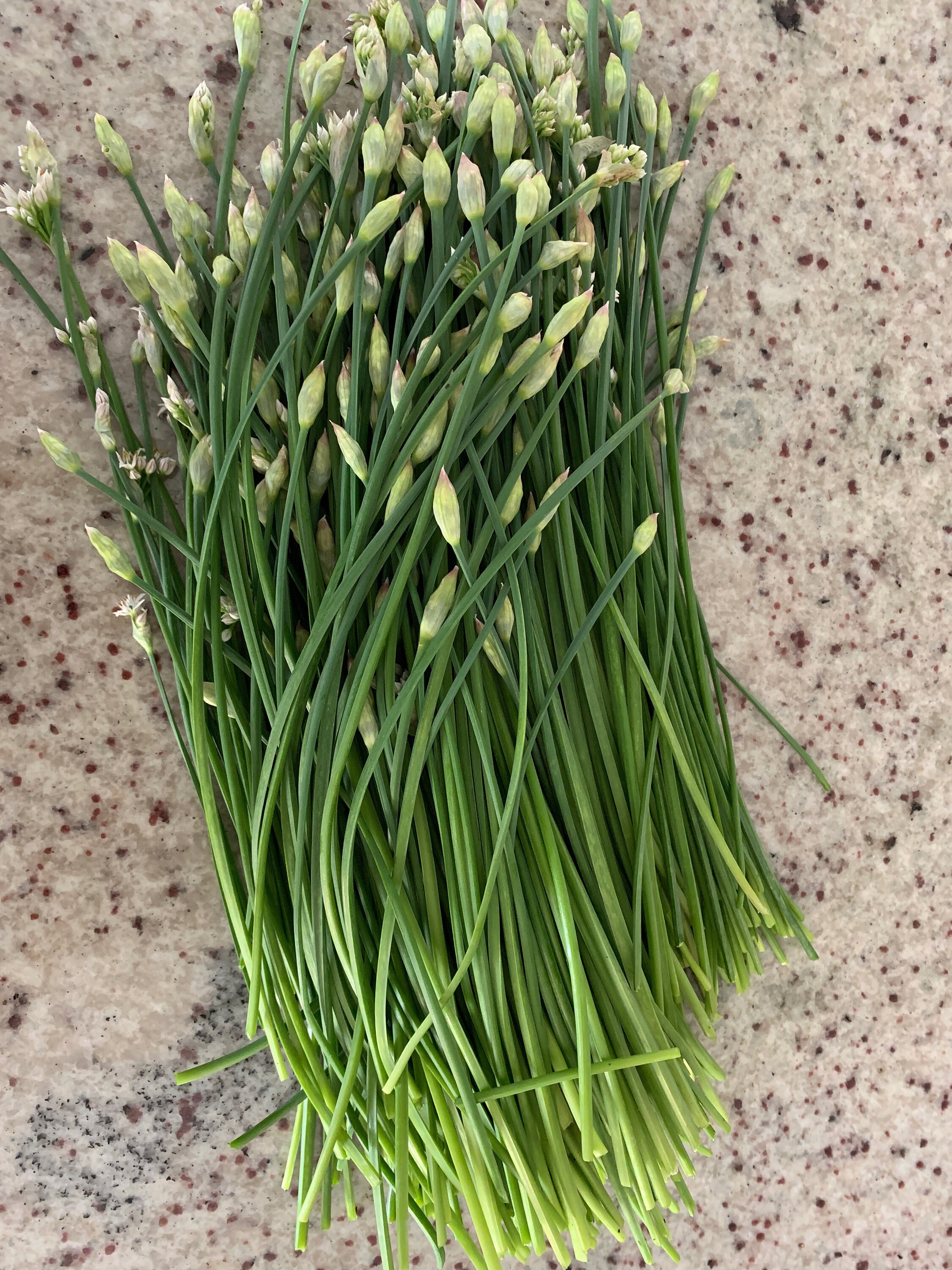 30 Garlic Chives Bare-root Live Plants Hardy Perennial Kitchen Herb ...