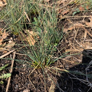 10 Blue Arrow Rush Grass Juncus Inflexus Organically Grown Hardy ...