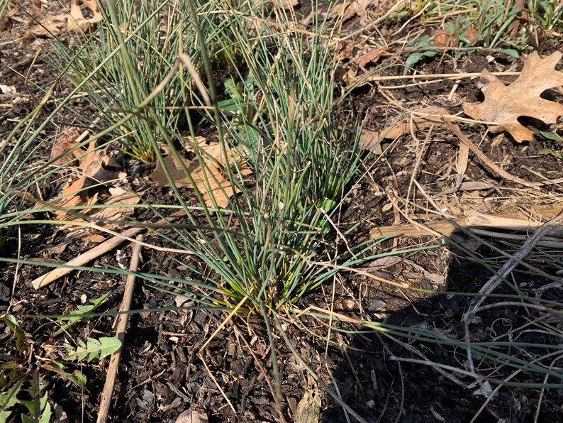 10 Blue Arrow Rush Grass Juncus Inflexus Organically Grown Hardy ...