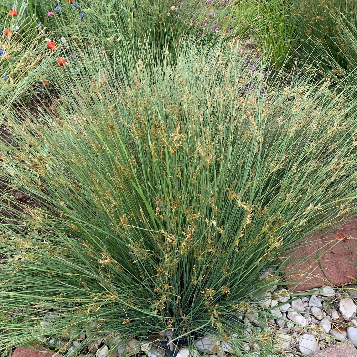 10 Blue Arrow Rush Grass Juncus Inflexus Organically Grown Hardy ...
