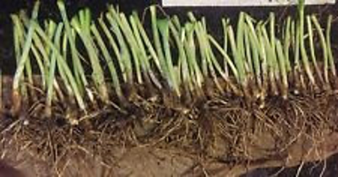30 Garlic Chives Bare-root Live Plants Hardy Perennial Kitchen Herb ...