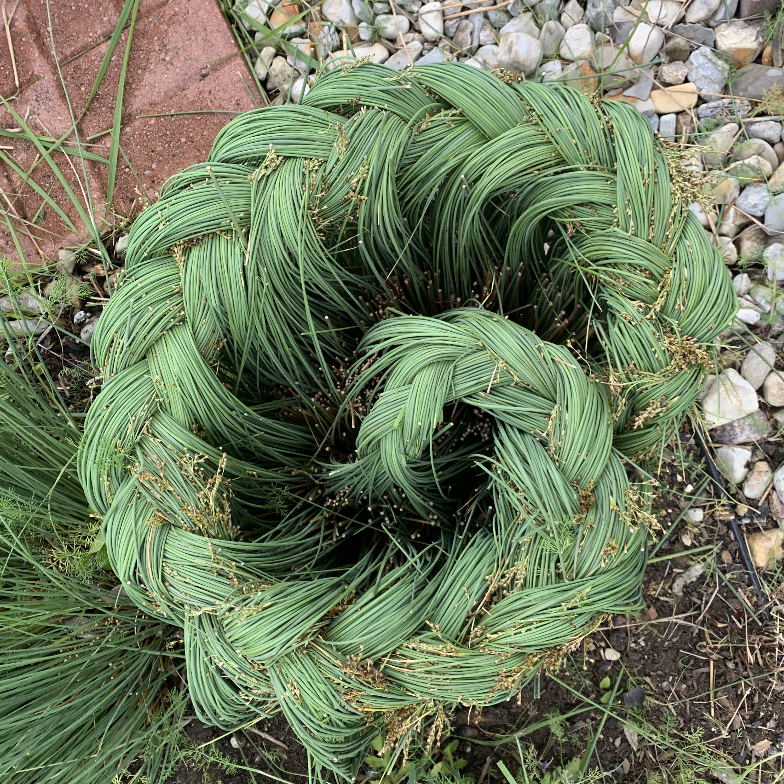 Juncus Inflexus Afro