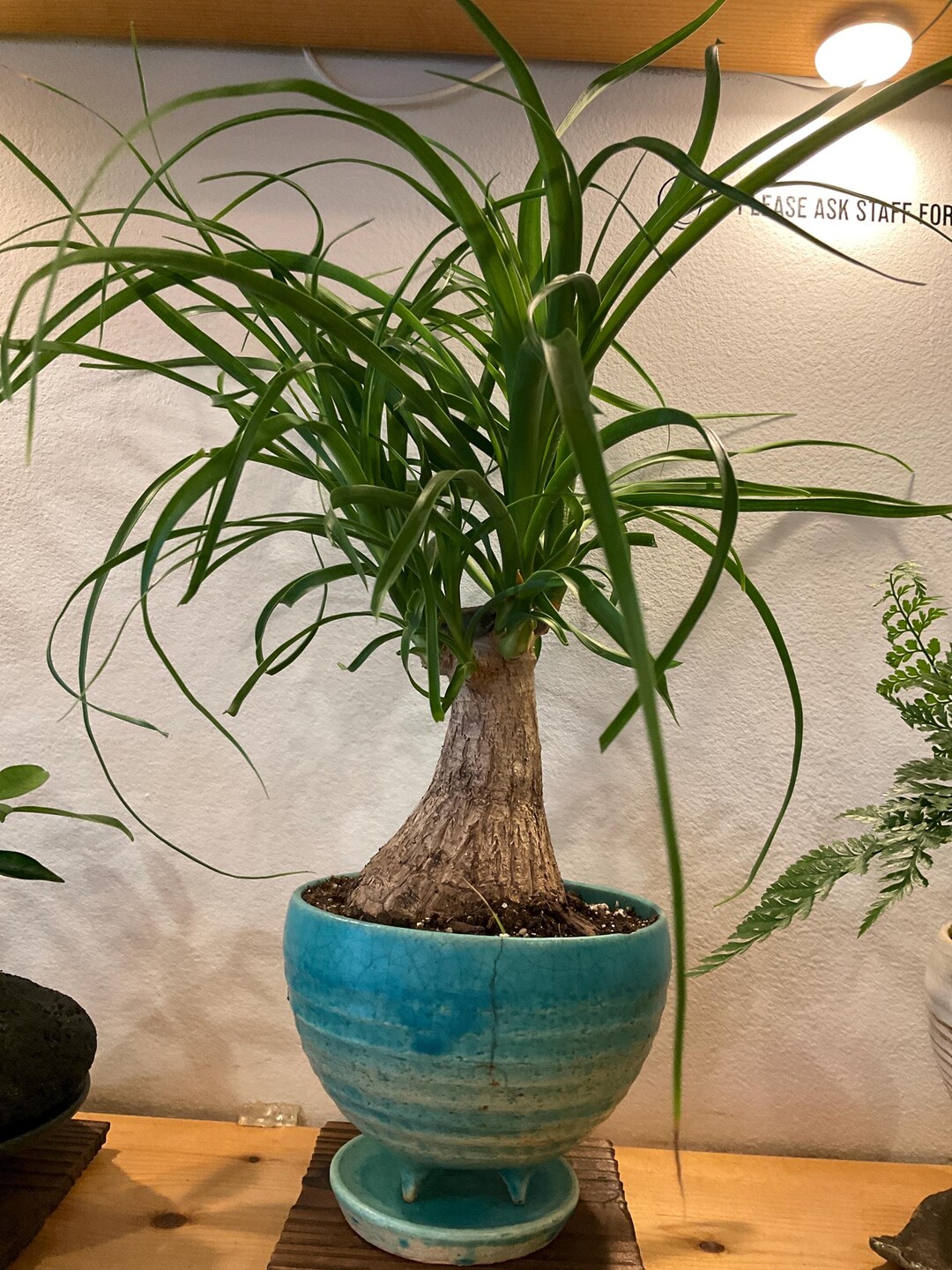 Ponytail Palm Tree in Yaya Handmade Planter - Etsy