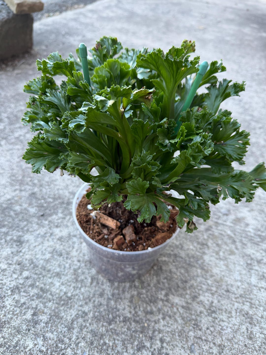 Birds Nest Fern ‘leslie’ - Exact Plant - 6” Pot - Etsy
