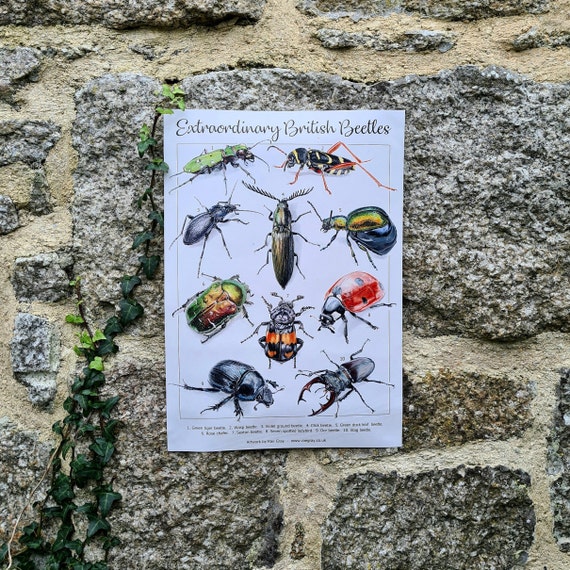 A3 Poster Extraordinary British Beetles Nature Wildlife | Etsy UK