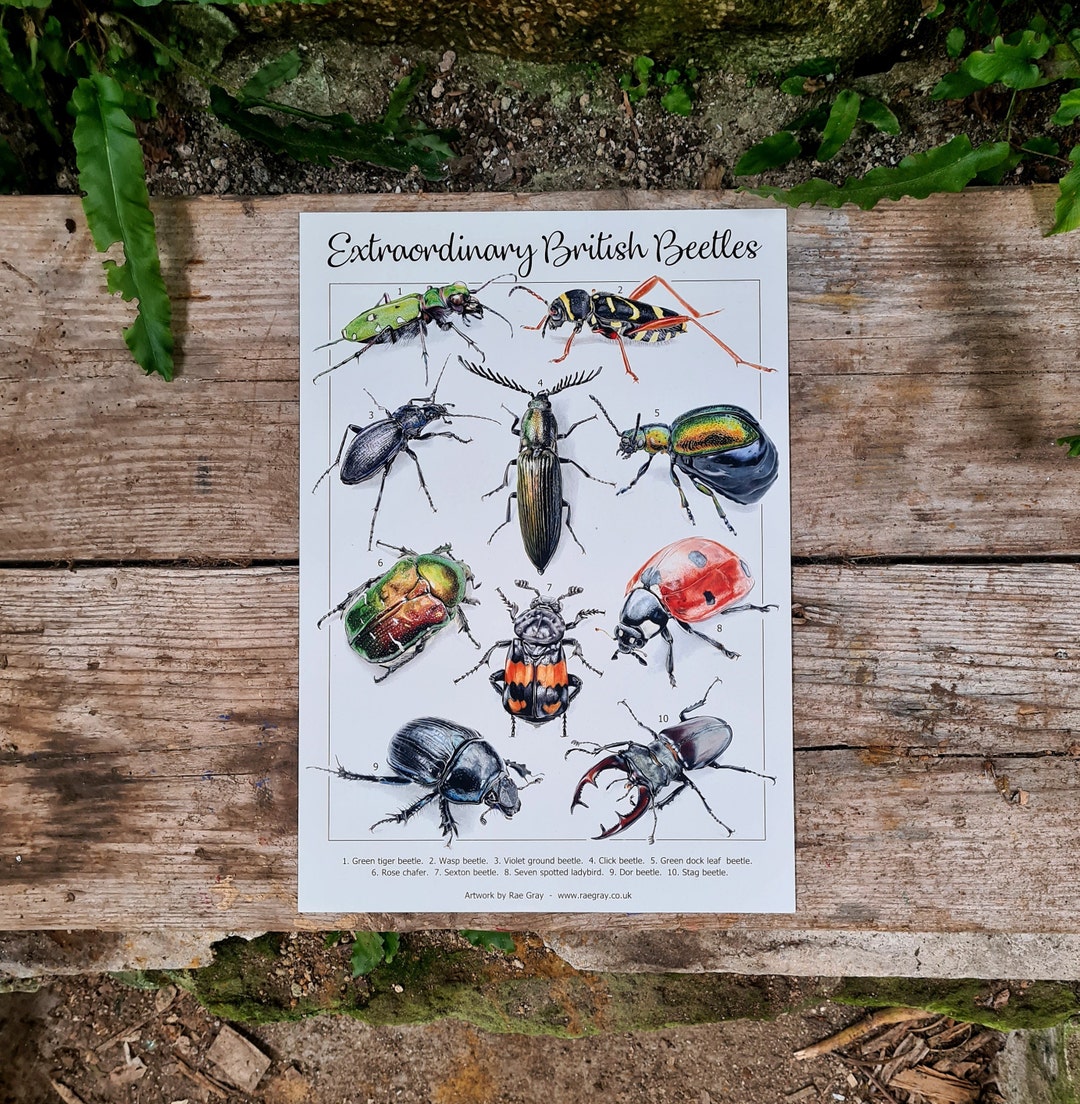 A3 Poster Extraordinary British Beetles Nature Wildlife - Etsy