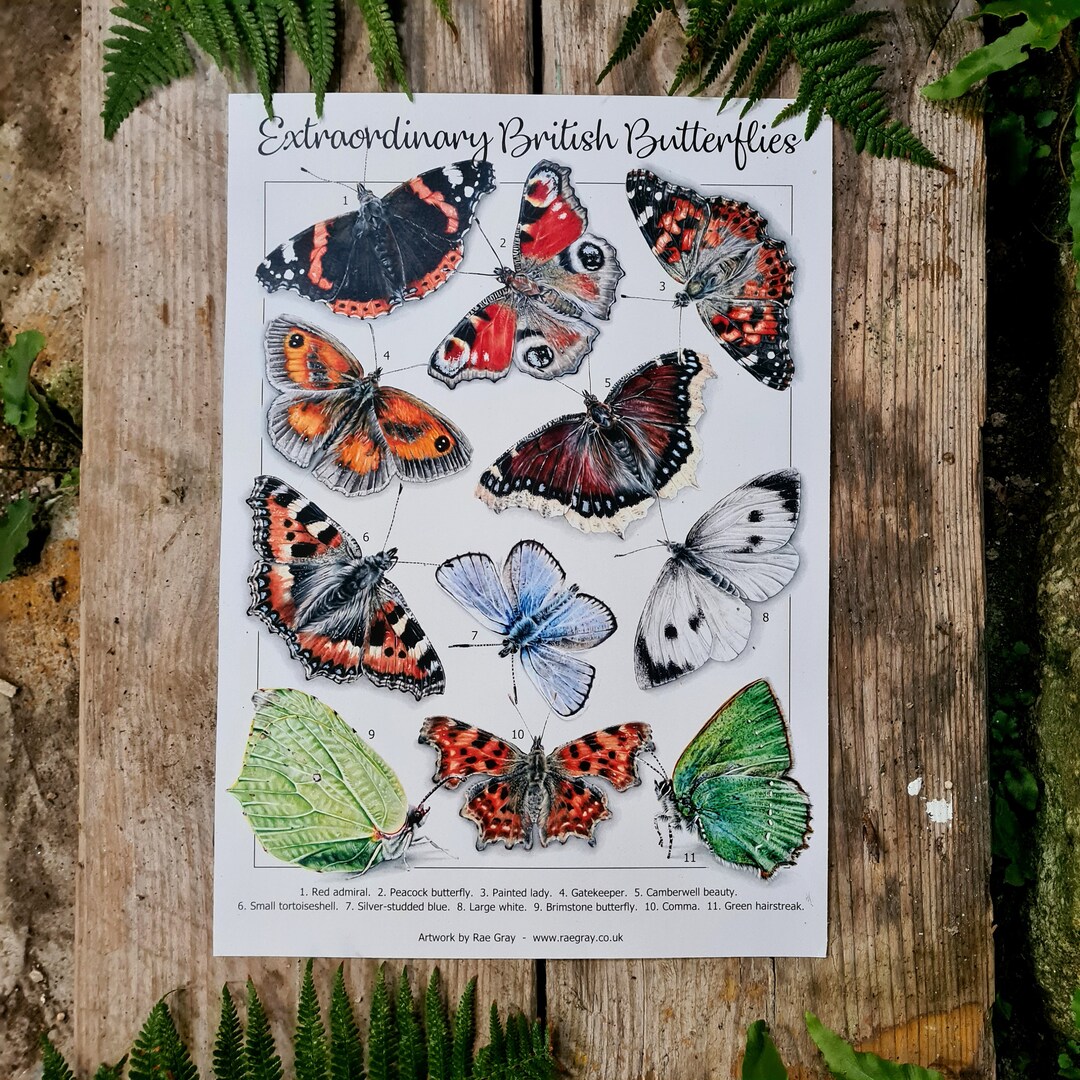 A3 Poster: Extraordinary British Butterflies - Etsy
