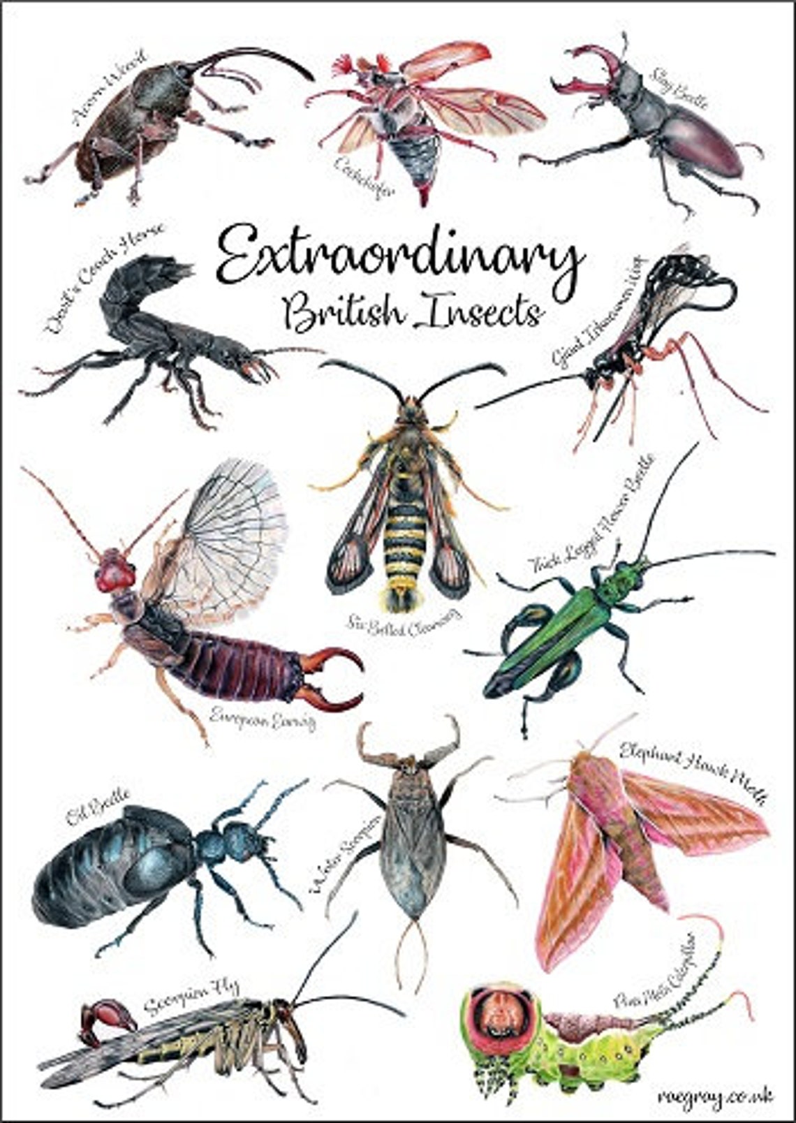 A3 poster 'Extraordinary British Insects' | Etsy