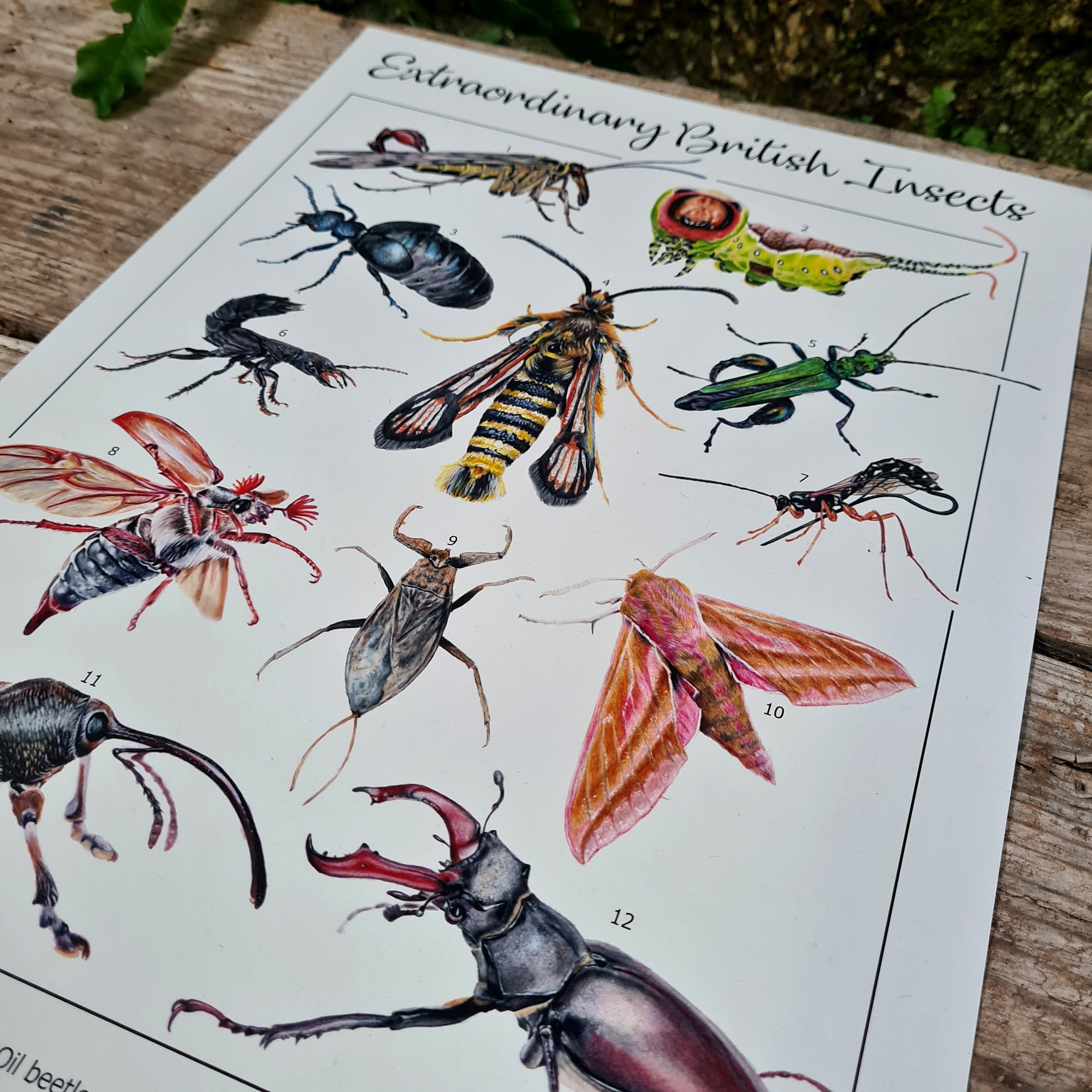 A3 Poster Extraordinary British Beetles Nature Wildlife - Etsy